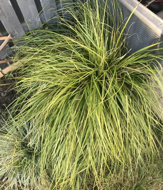 best-way-to-divide-this-grass-bbc-gardeners-world-magazine