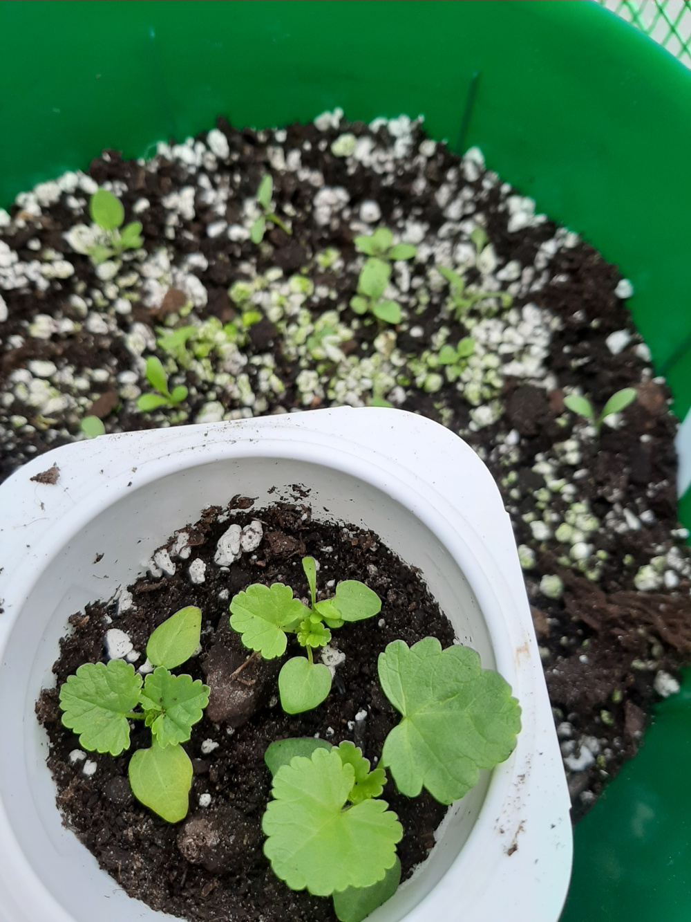 Seedlings Identification Help BBC Gardeners World Magazine Seedlings Identification Help BBC Gardeners World Magazine