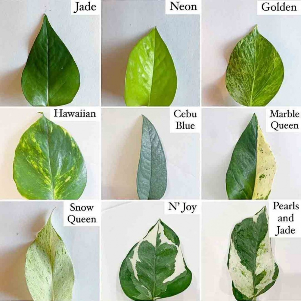 Help identify variegated pothos — BBC Gardeners' World Magazine