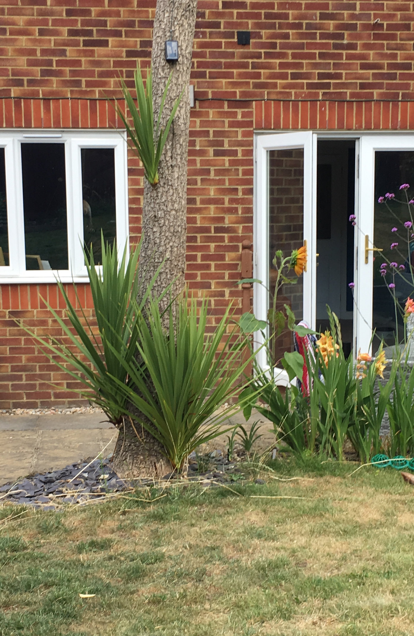 is-my-palm-tree-sad-bbc-gardeners-world-magazine