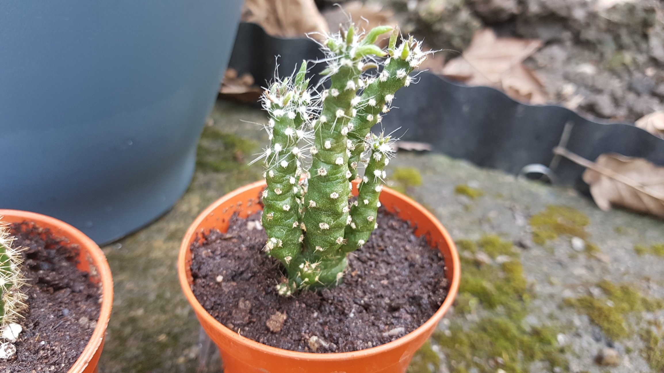 Cacti Identification — BBC Gardeners' World Magazine Cacti Identification — BBC Gardeners' World Magazine