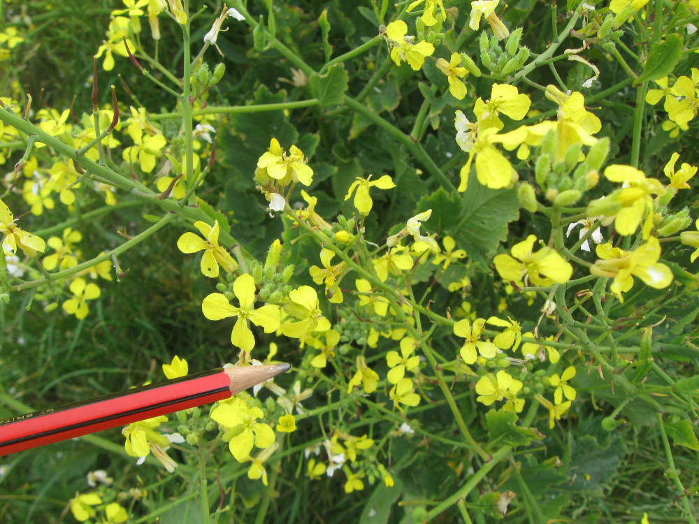 Can Anyone Recognise This Yellow flowered Plant BBC Gardeners World Can Anyone Recognise This Yellow flowered Plant BBC Gardeners World