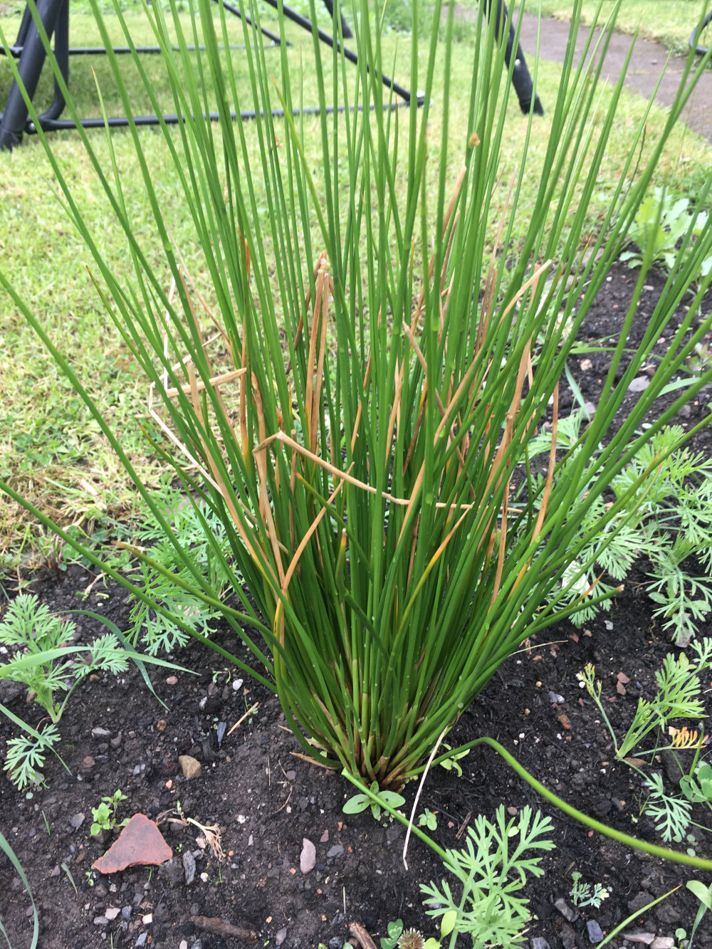 Grass BBC Gardeners World Magazine Grass BBC Gardeners World Magazine
