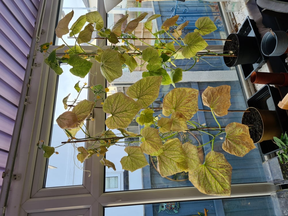 Cucumber Plant Issue — Bbc Gardeners World Magazine
