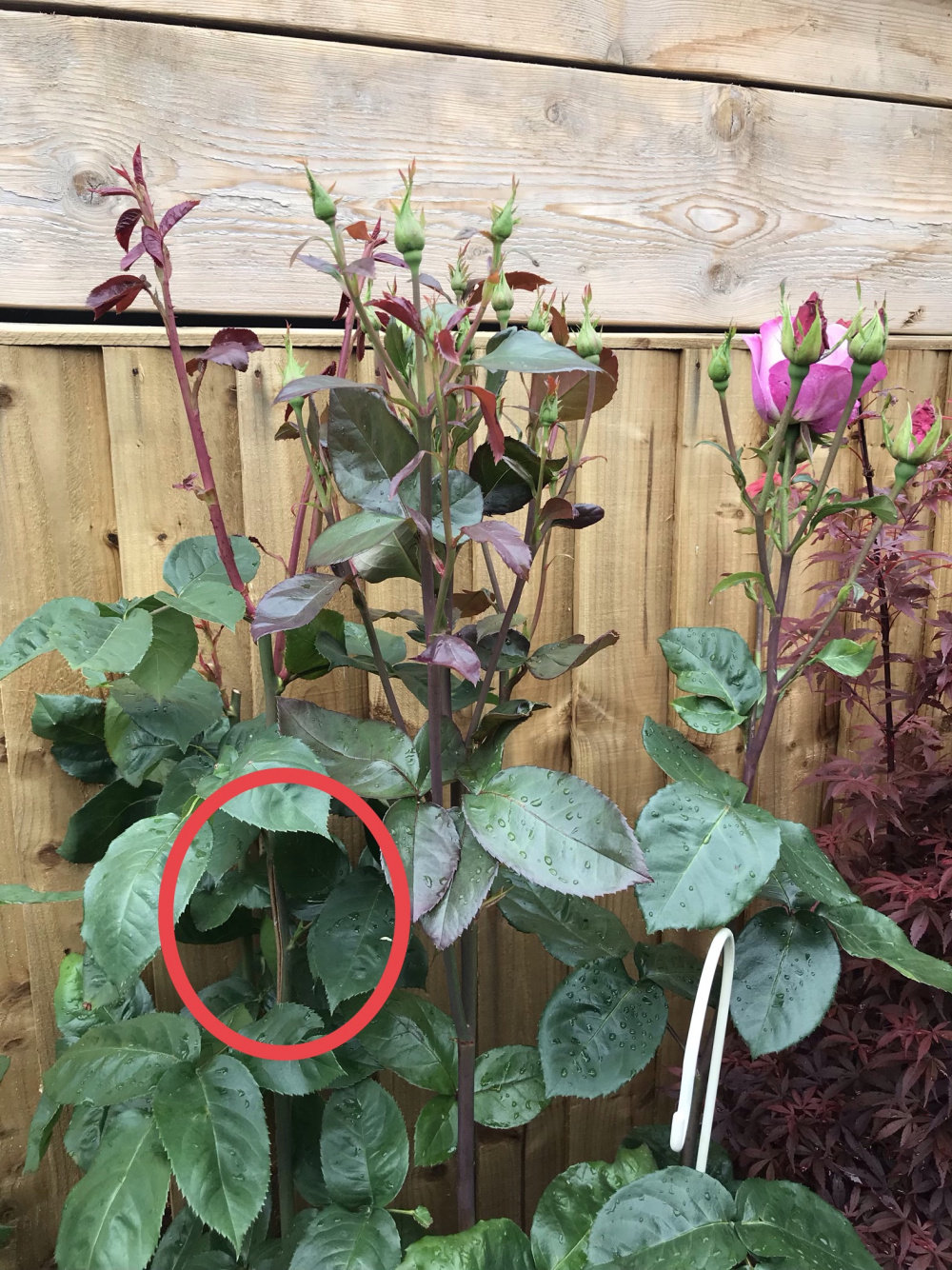 Split Rose Stem — BBC Gardeners' World Magazine