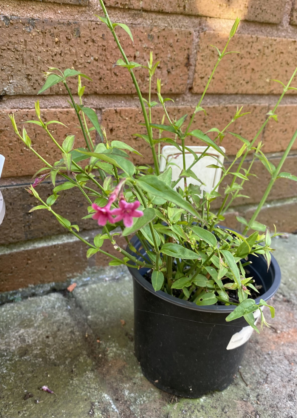Can Anyone Id This Plant Think Plant Id App Is Wrong BBC Gardeners Can Anyone Id This Plant Think Plant Id App Is Wrong BBC Gardeners