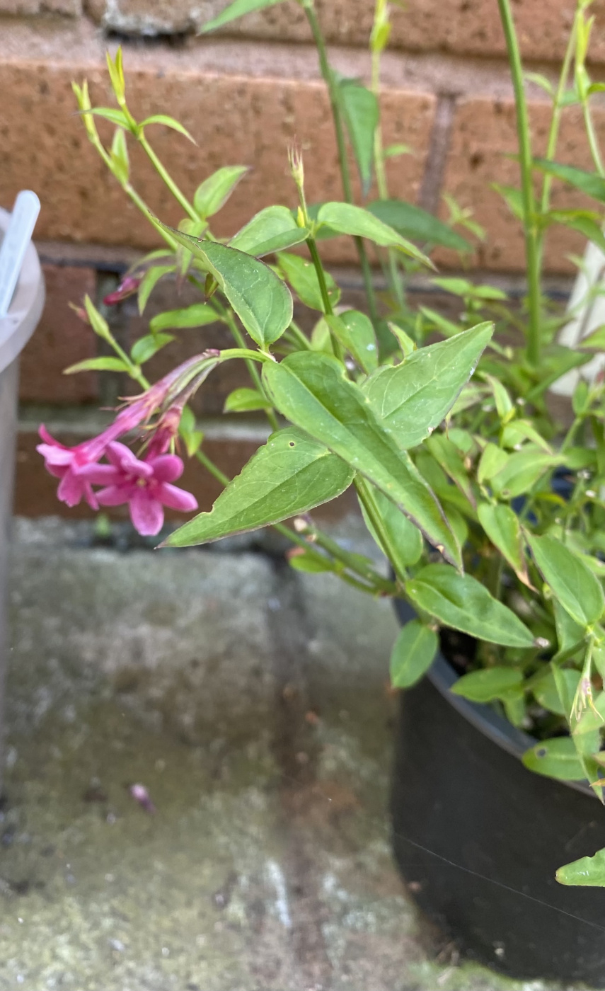 Can Anyone Id This Plant Think Plant Id App Is Wrong BBC Gardeners 