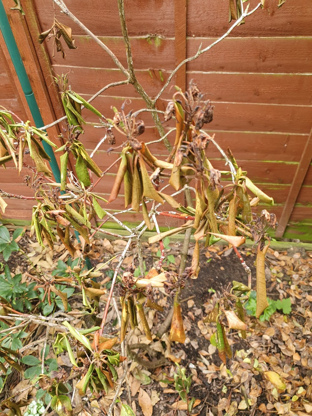 Dying Rhododendron And Other Unhappy Plants BBC Gardeners World Magazine dying-rhododendron-and-other-unhappy-plants-bbc-gardeners-world-magazine
