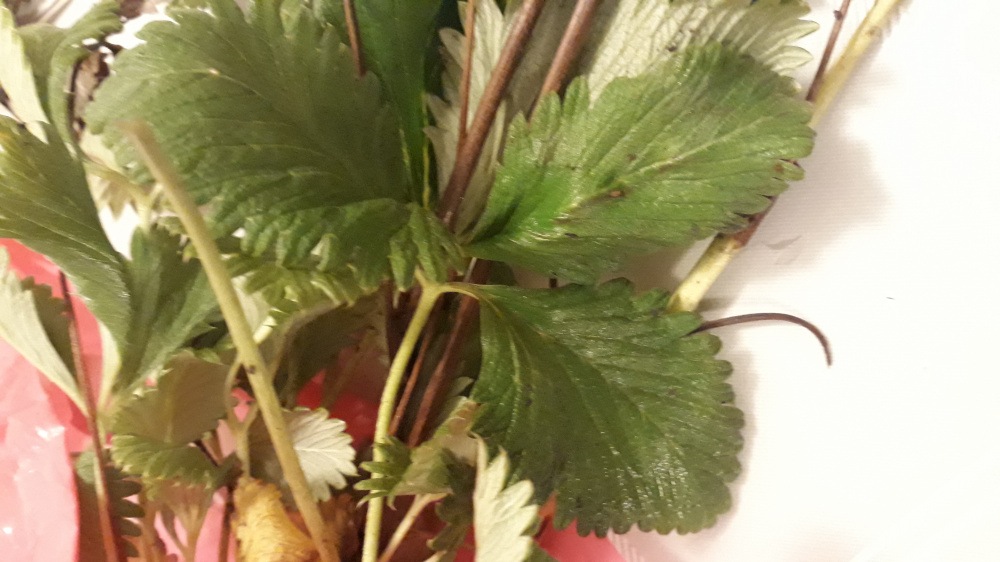 Help Identify A Plant BBC Gardeners World Magazine Help Identify A Plant BBC Gardeners World Magazine