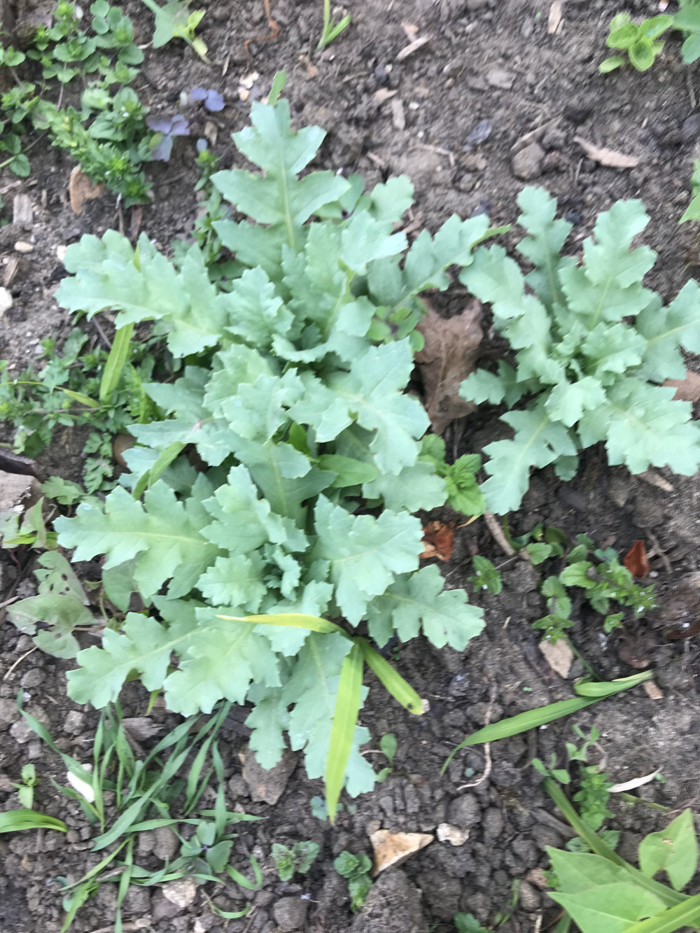Are These Poppy Plants BBC Gardeners World Magazine