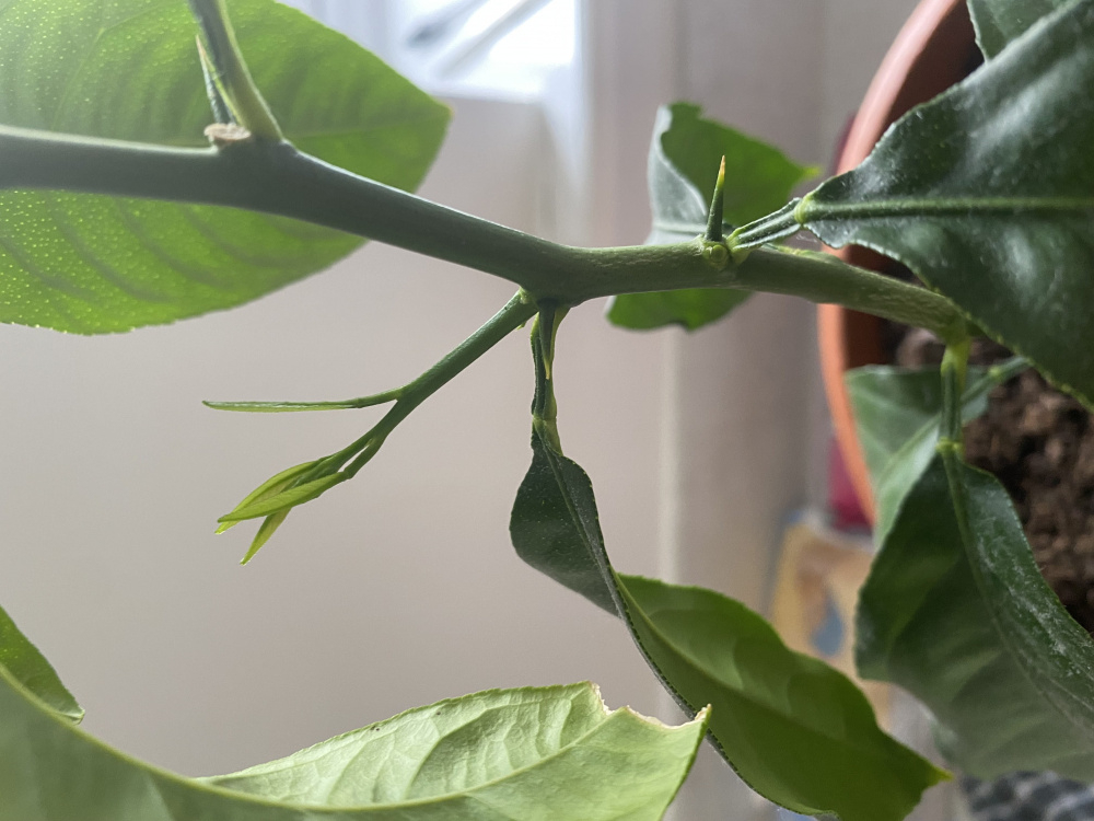 Lemon tree suckers — BBC Gardeners' World Magazine