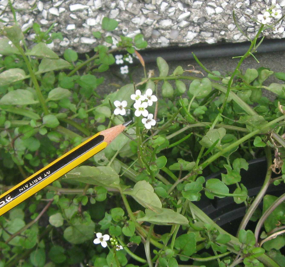 2 More Plants I Can t Recognise BBC Gardeners World Magazine 2 More Plants I Can t Recognise BBC Gardeners World Magazine