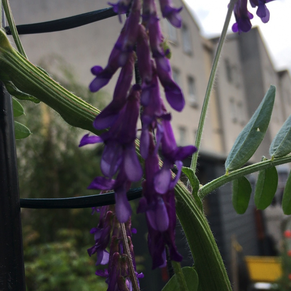 Sweetpea Mutant BBC Gardeners World Magazine