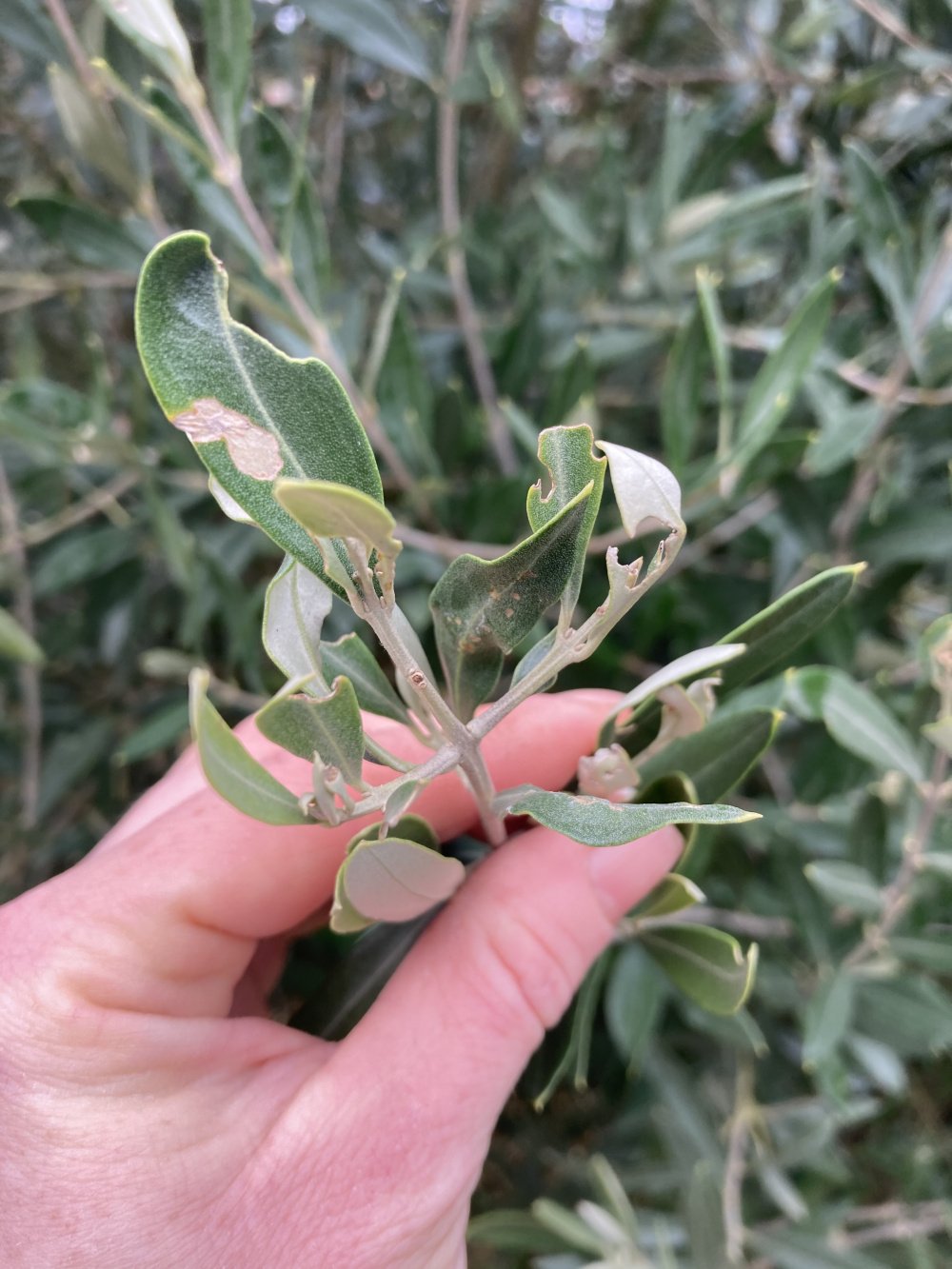 Olive tree leaf damage — BBC Gardeners' World Magazine