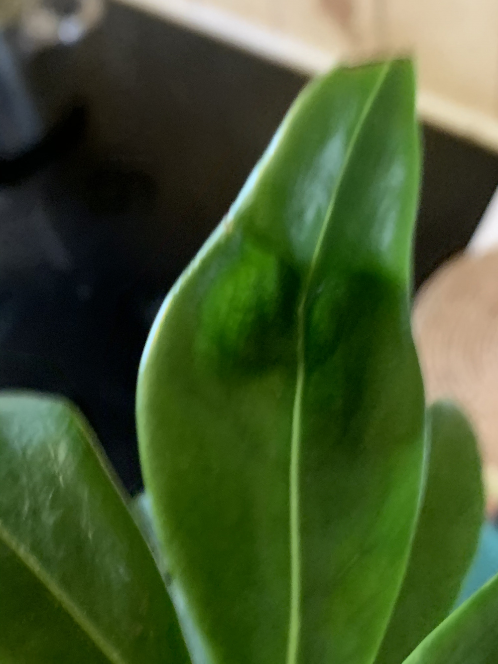 Daphne With Curling Leaves — Bbc Gardeners World Magazine
