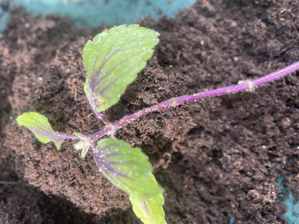 Aphids on basil plant? — BBC Gardeners' World Magazine