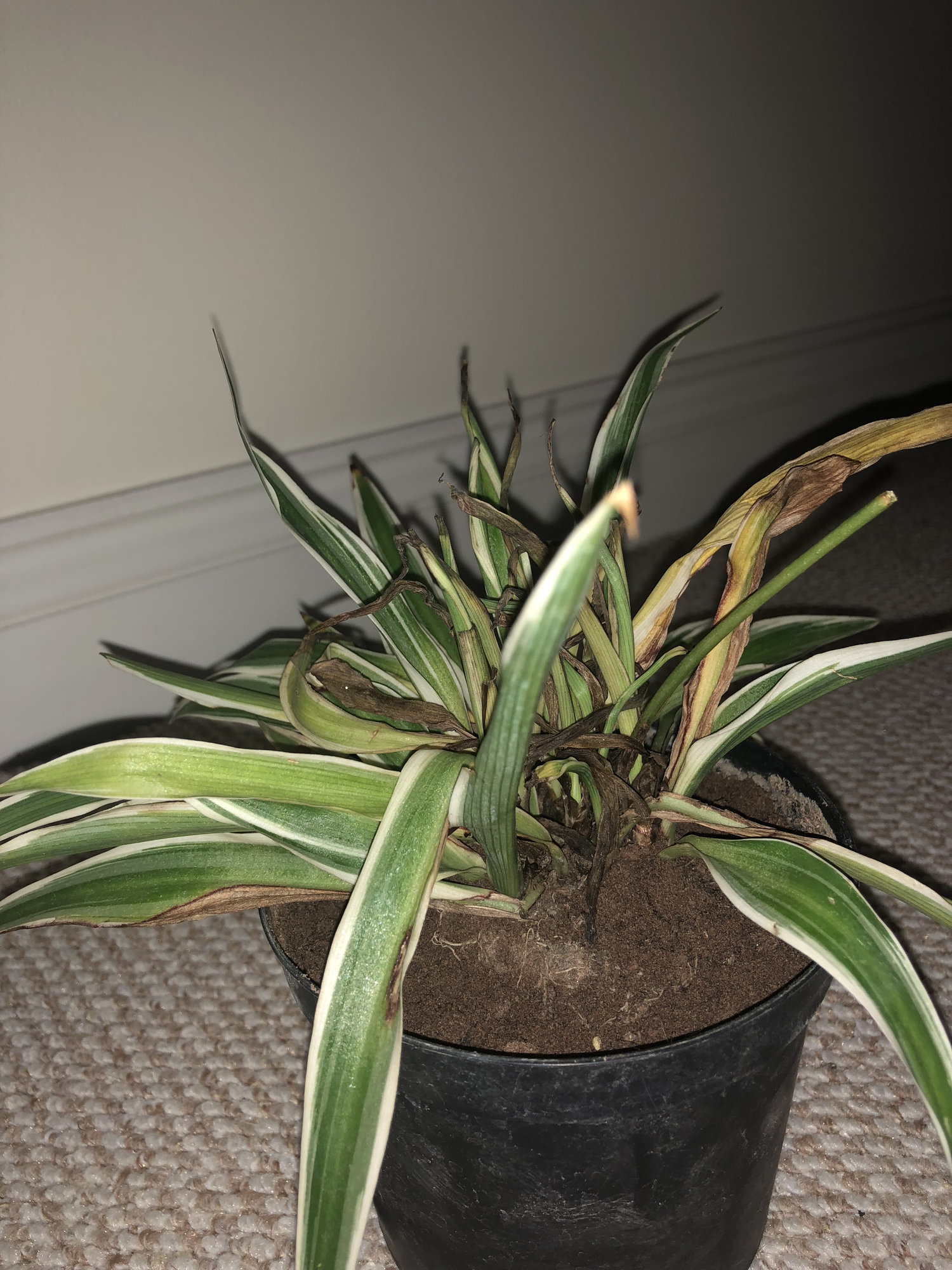 my-spider-plant-is-dying-bbc-gardeners-world-magazine