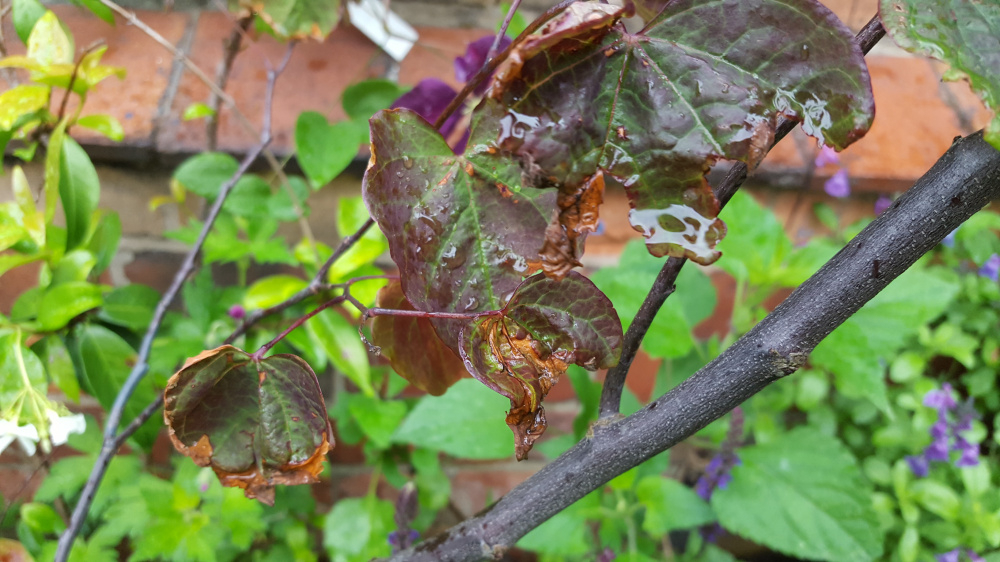 Verticillium Wilt Trees