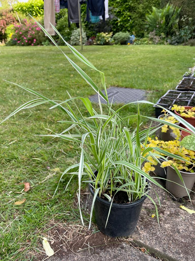 Can you please help identify these two Variegated grasses — BBC ...