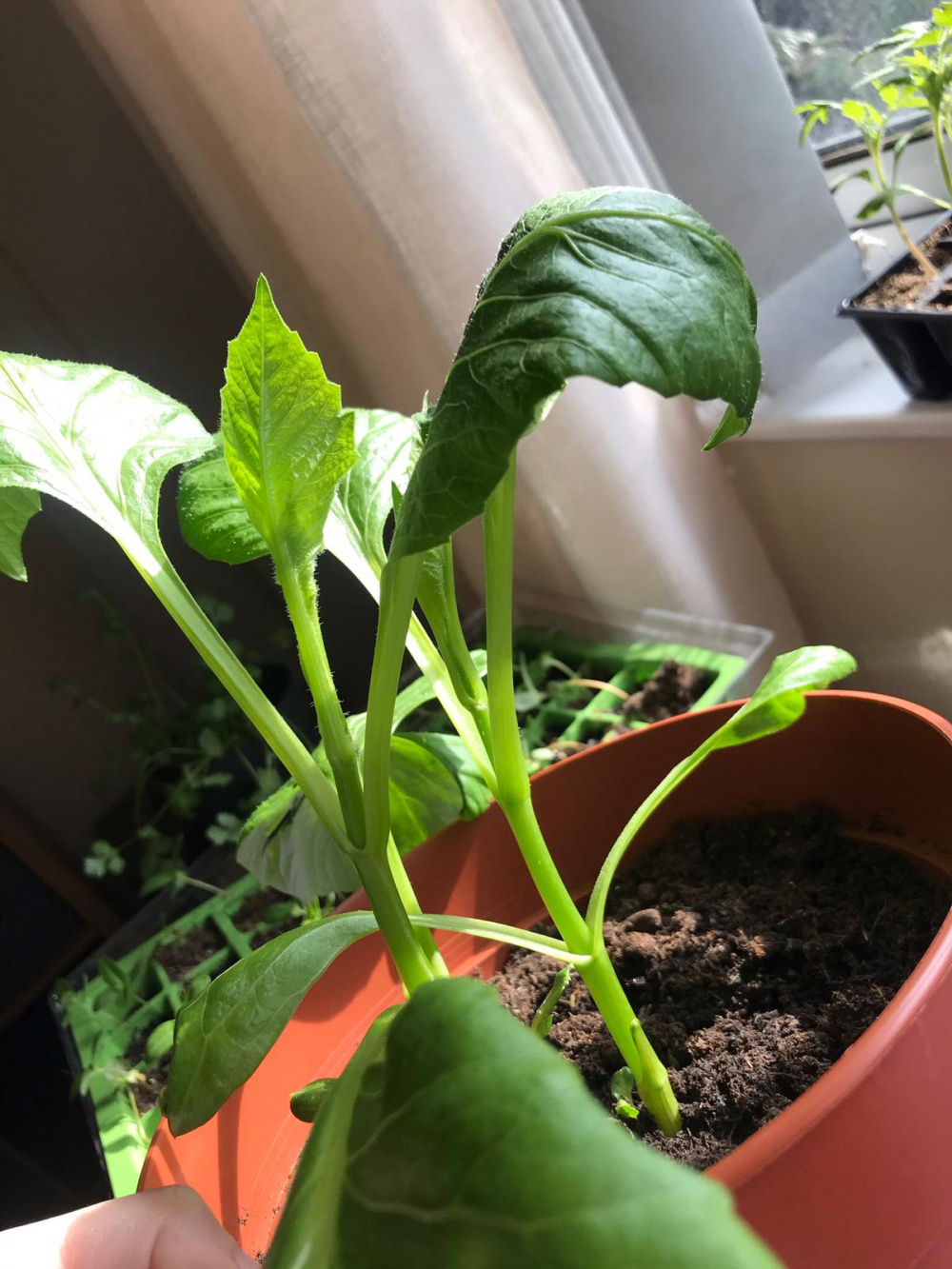 Are My Dahlias Okay Curling Leaves — Bbc Gardeners World Magazine