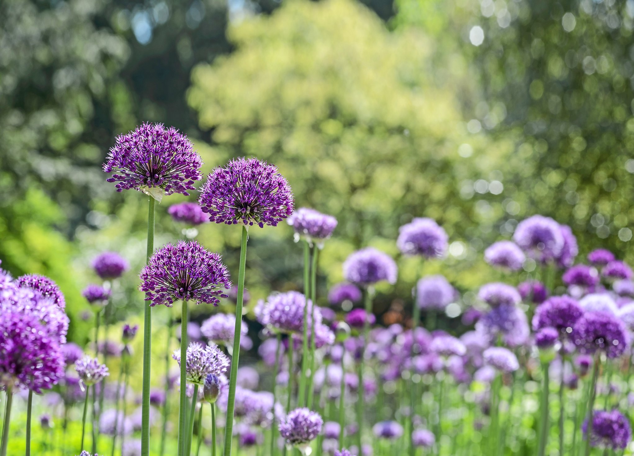 Image Size Test Please Take Part BBC Gardeners World Magazine