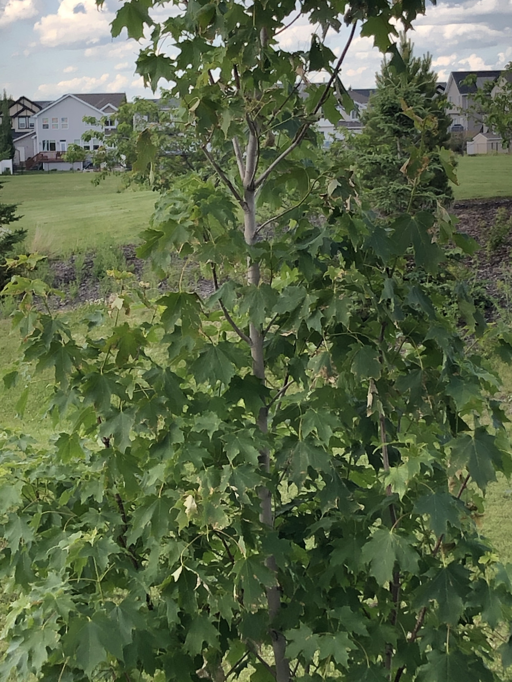 Problems With Newly Planted Sugar Maple Advice BBC Gardeners World problems-with-newly-planted-sugar-maple-advice-bbc-gardeners-world