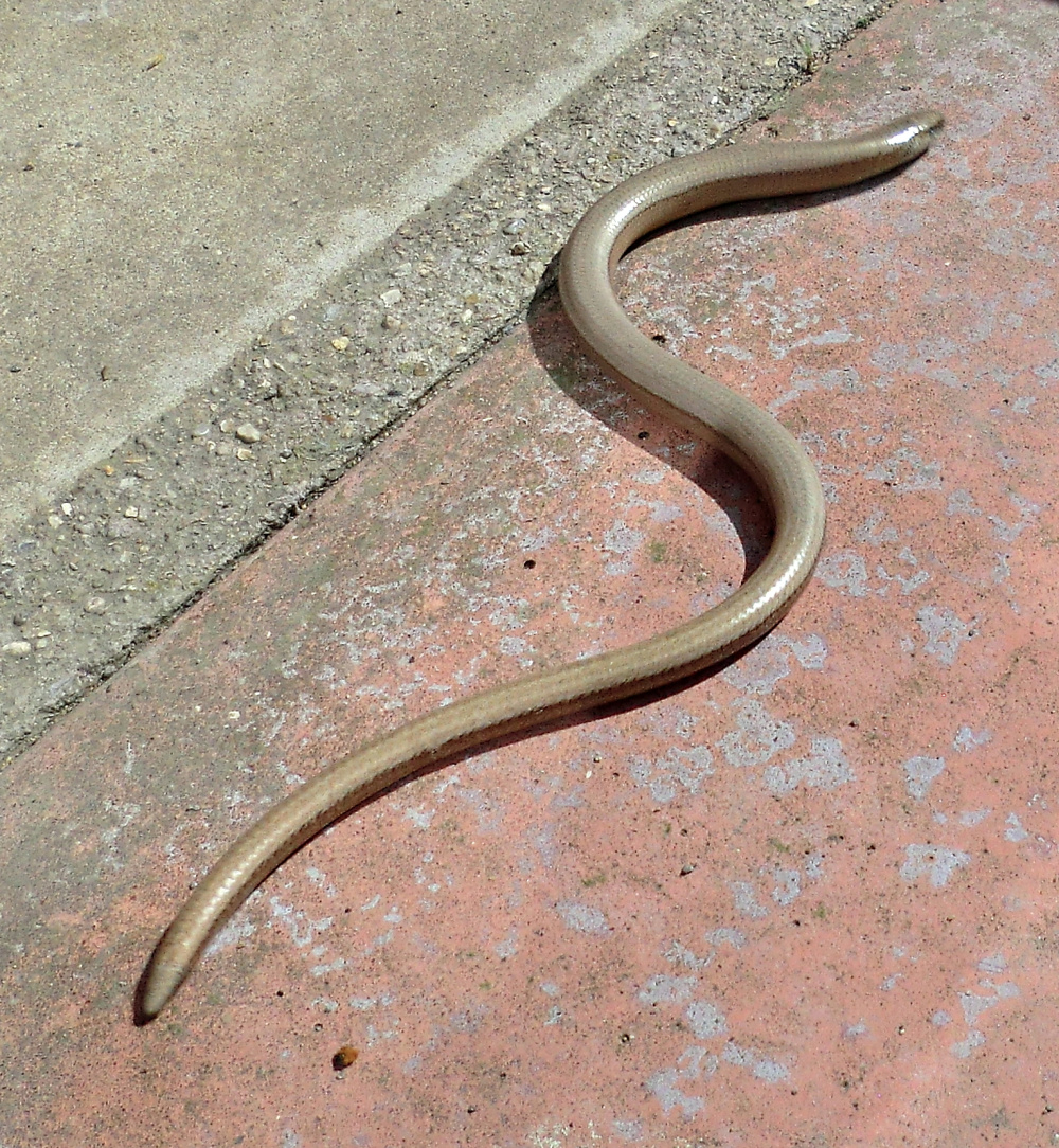 Just slow worms! — BBC Gardeners' World Magazine