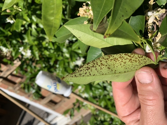 Orange tree - Rust leaf disease? — BBC Gardeners' World Magazine