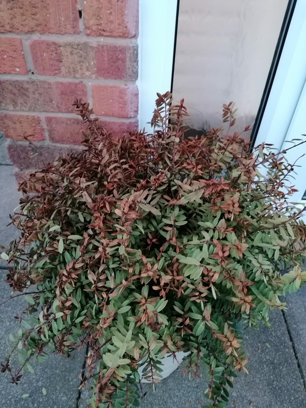 Hebe gone brown. What to do? — BBC Gardeners' World Magazine