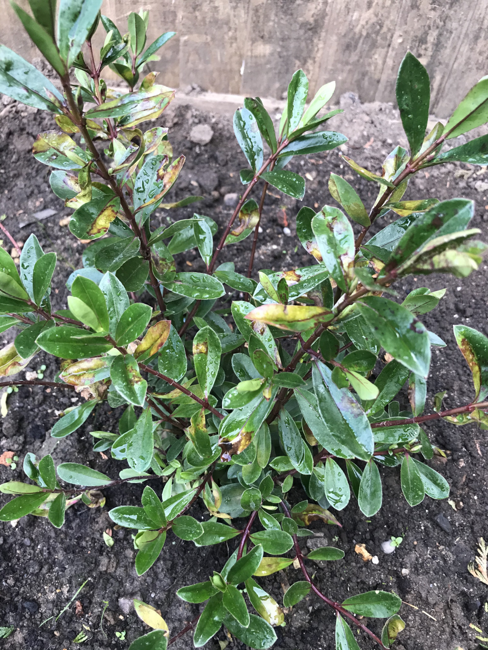 Hebe jeebies — BBC Gardeners' World Magazine