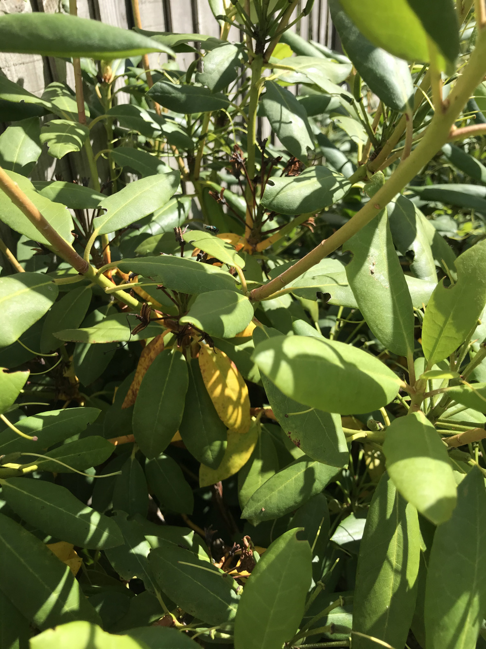 Rhododendron yellowing — BBC Gardeners' World Magazine