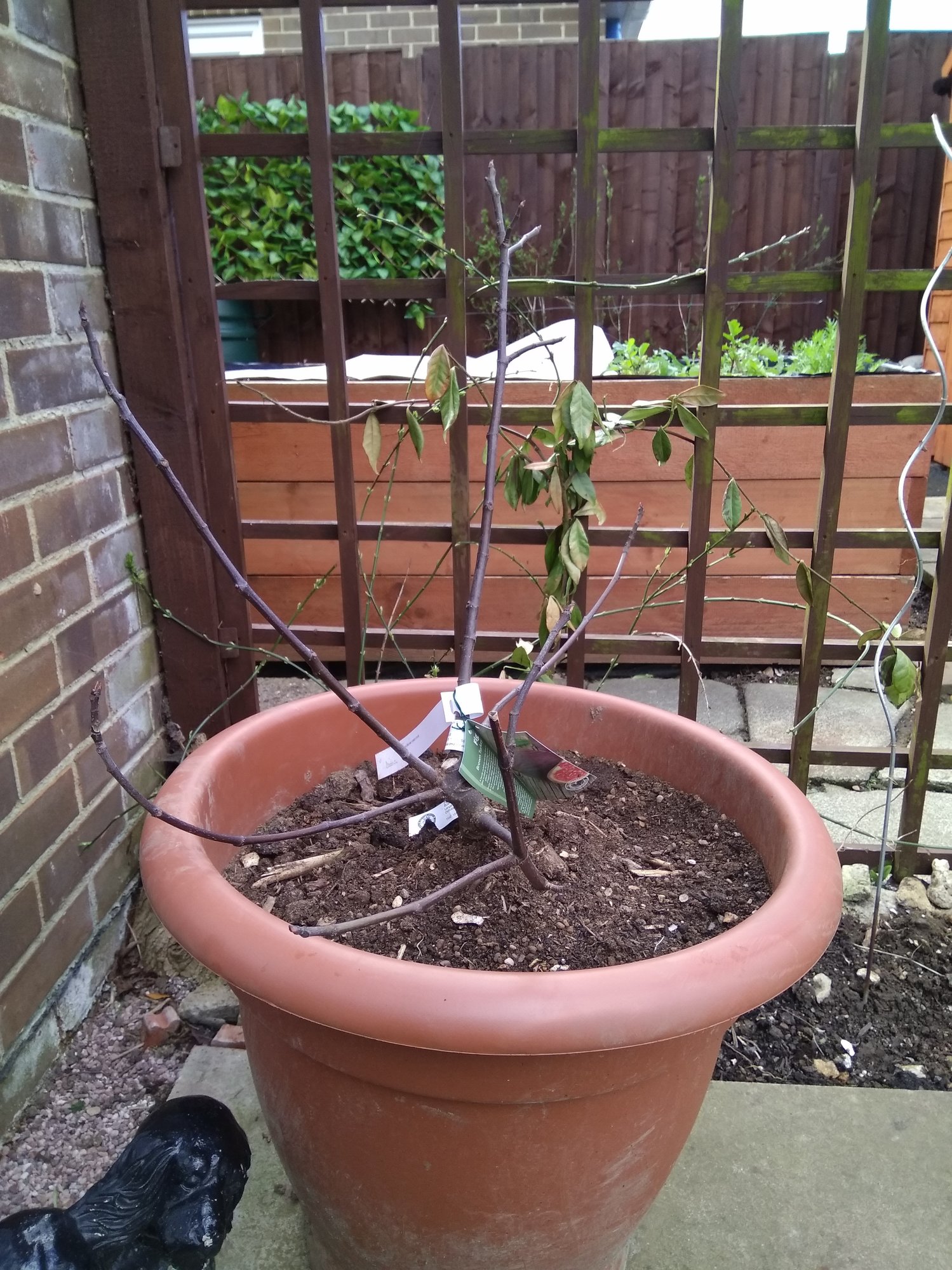 Best fig Location And Form For Fruiting BBC Gardeners World Magazine