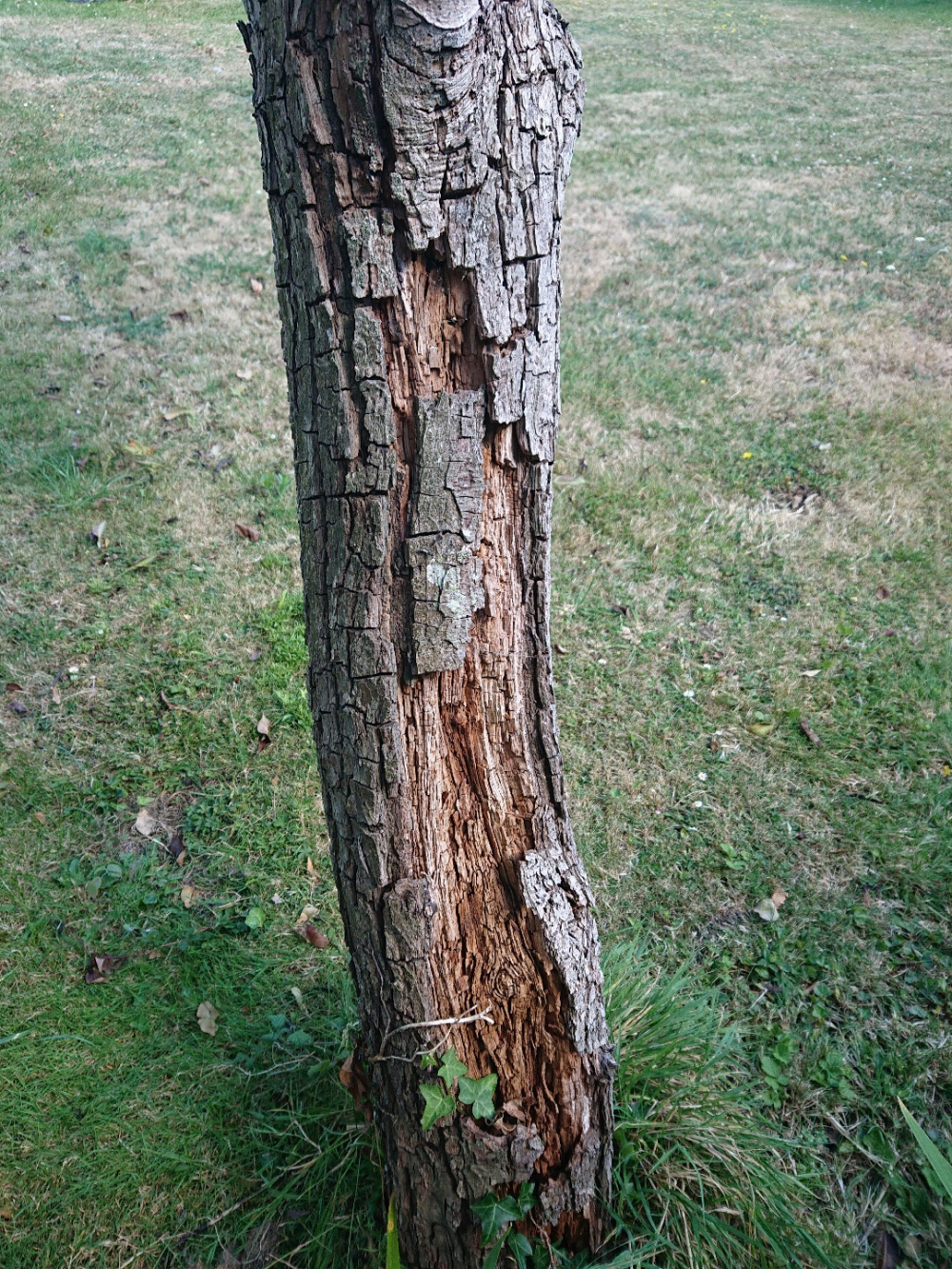 Pear Tree Trunk problem — BBC Gardeners' World Magazine