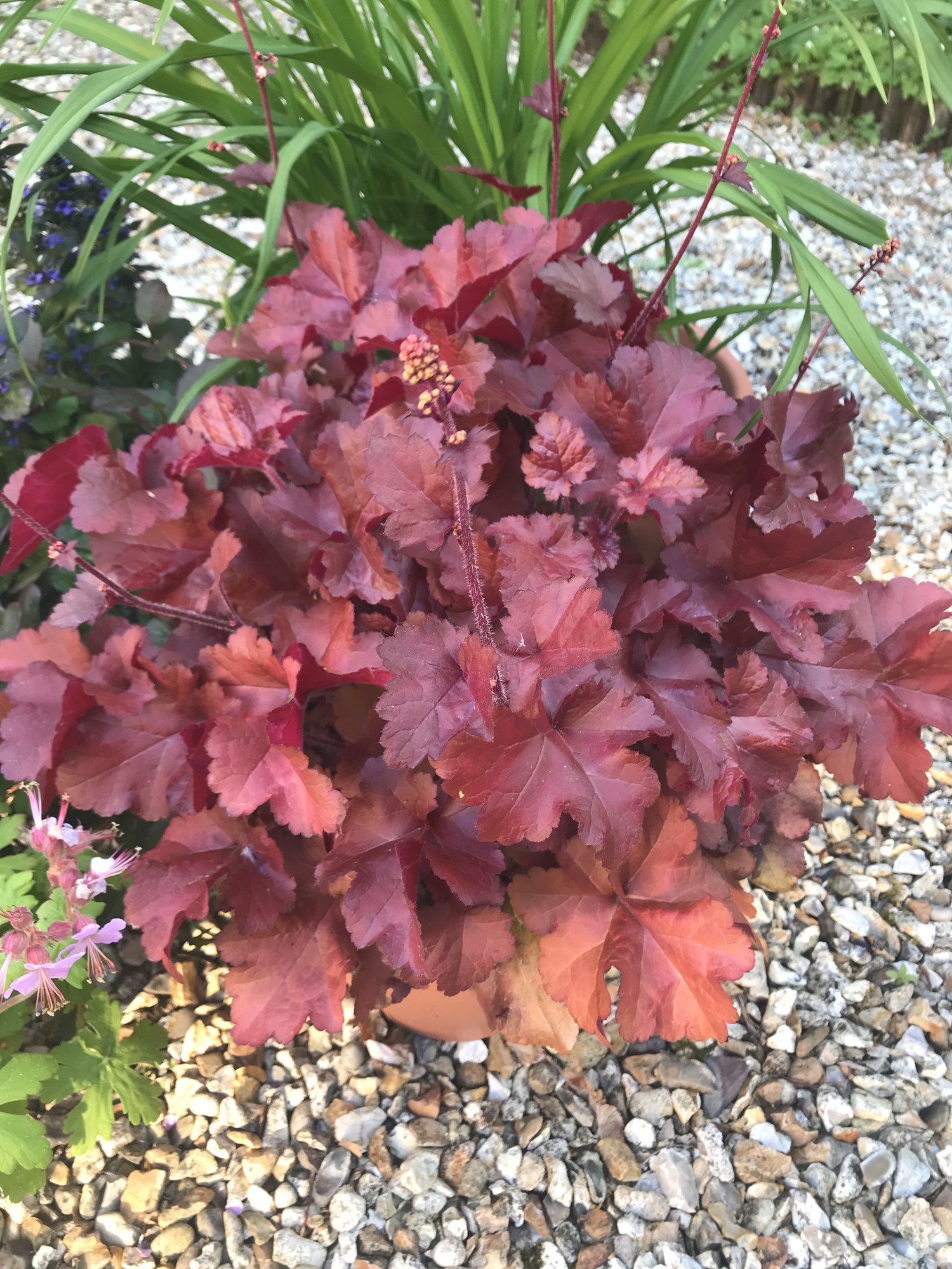 Plant ID Please BBC Gardeners World Magazine Plant ID Please BBC Gardeners World Magazine