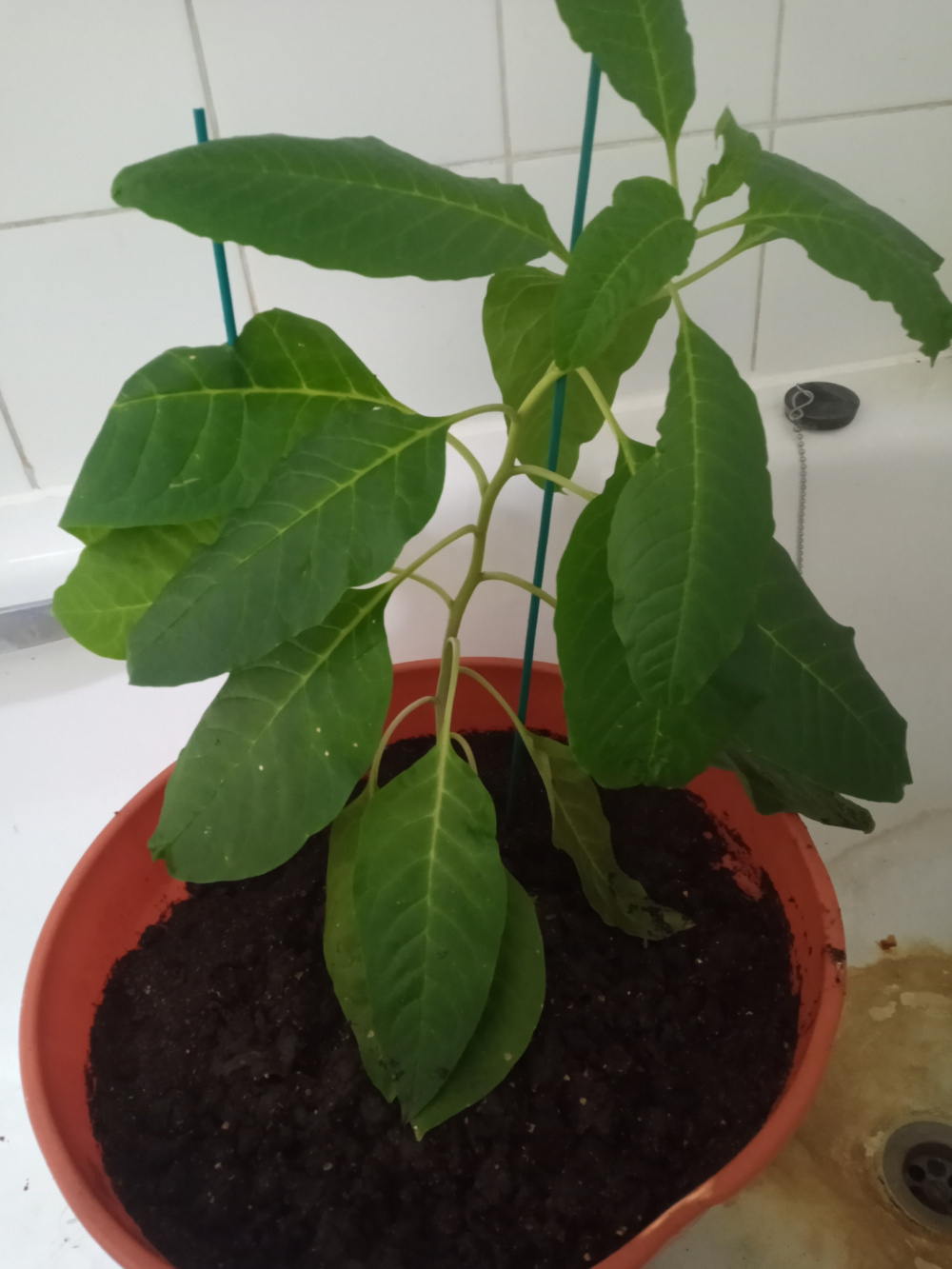 Plant ID Needed BBC Gardeners World Magazine