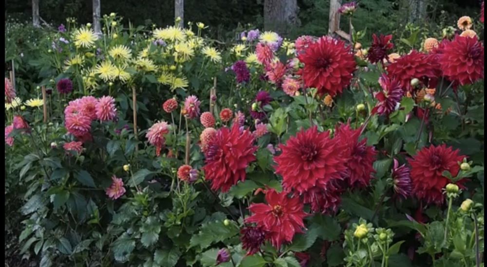 Dahlia Issues Page 2 — Bbc Gardeners World Magazine