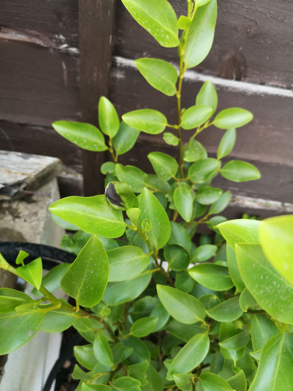 Griselinia Littoralis Leaves Turning Black Suddenly — Bbc Gardeners