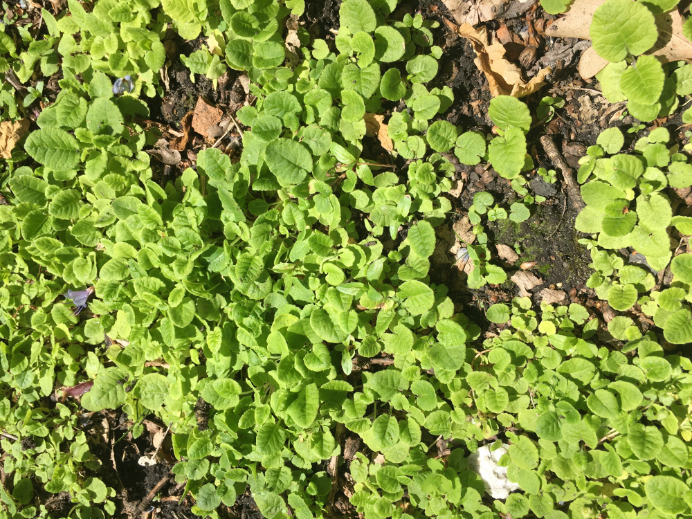 Primula seedlings — BBC Gardeners' World Magazine