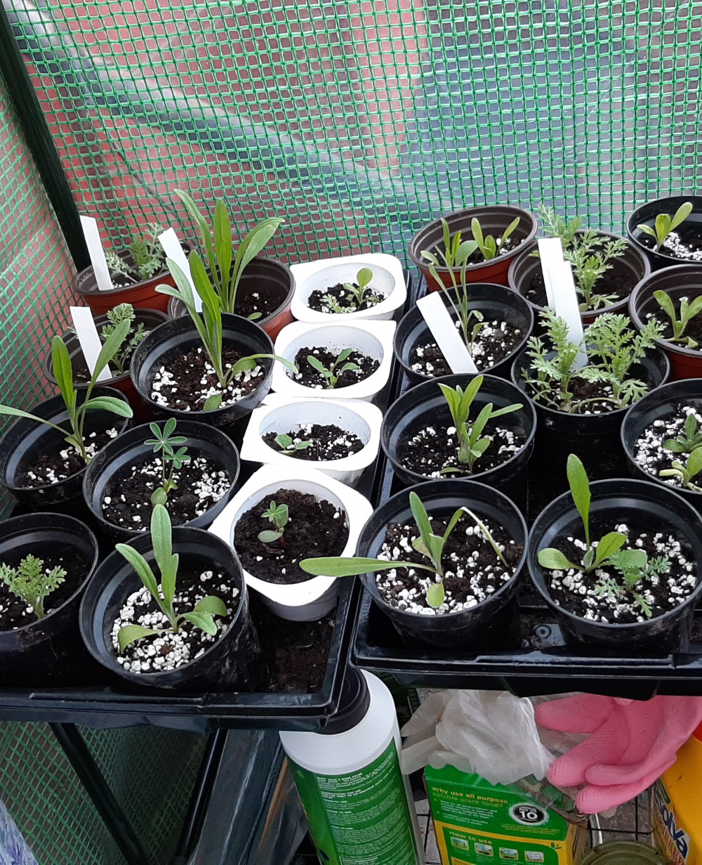 Seedlings identification help — BBC Gardeners' World Magazine