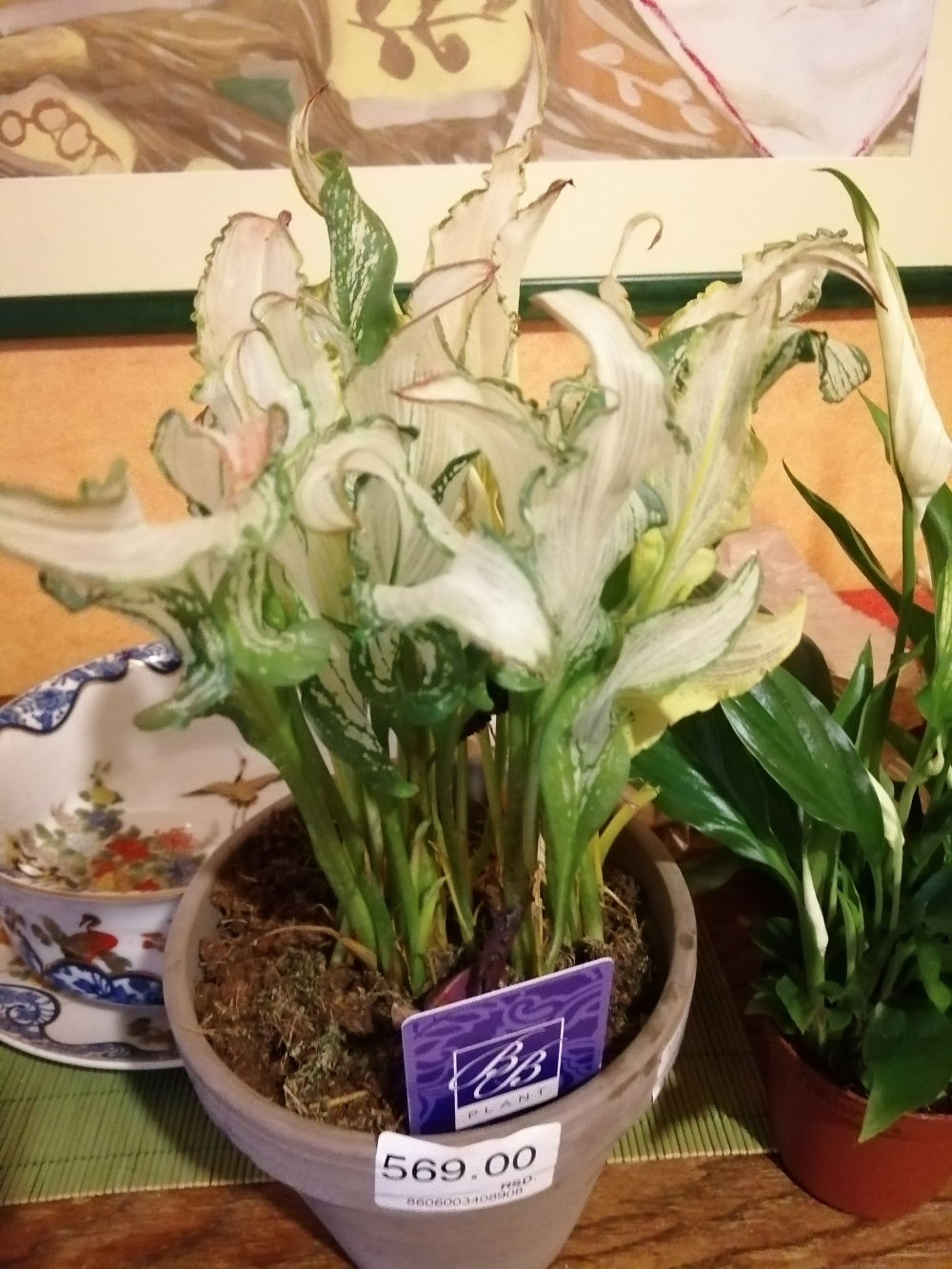 ID Of A Plant BBC Gardeners World Magazine