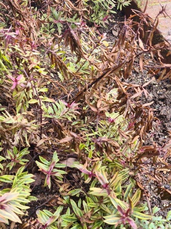 Hebejebes — BBC Gardeners' World Magazine