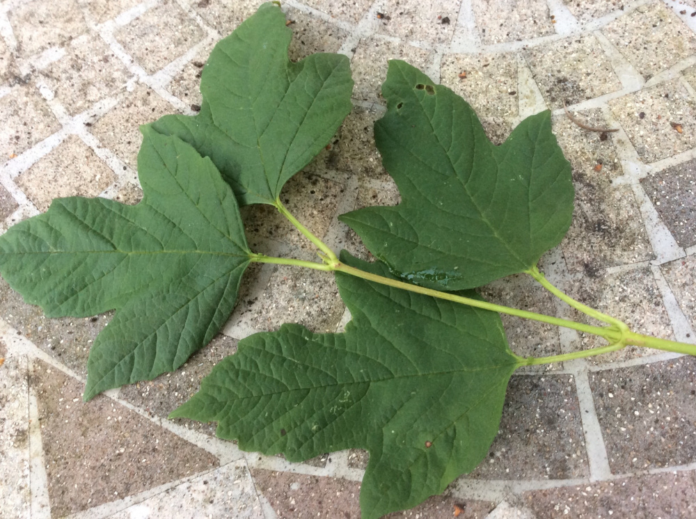 Plant Identification Does Anyone Recognise These Leaves BBC Plant Identification Does Anyone Recognise These Leaves BBC