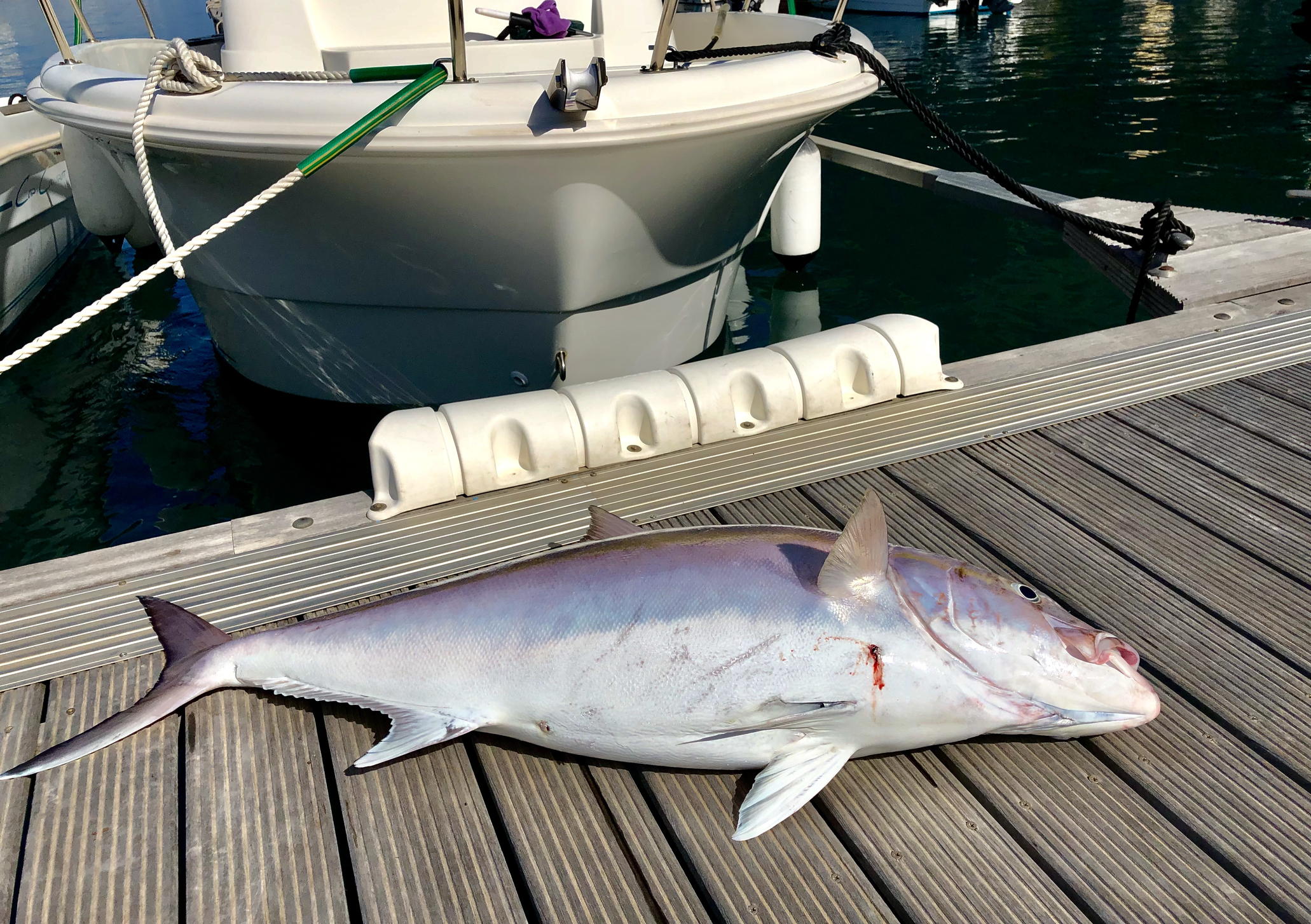 Amberjack: good to eat or throw back? - Page 2 — Florida Sportsman