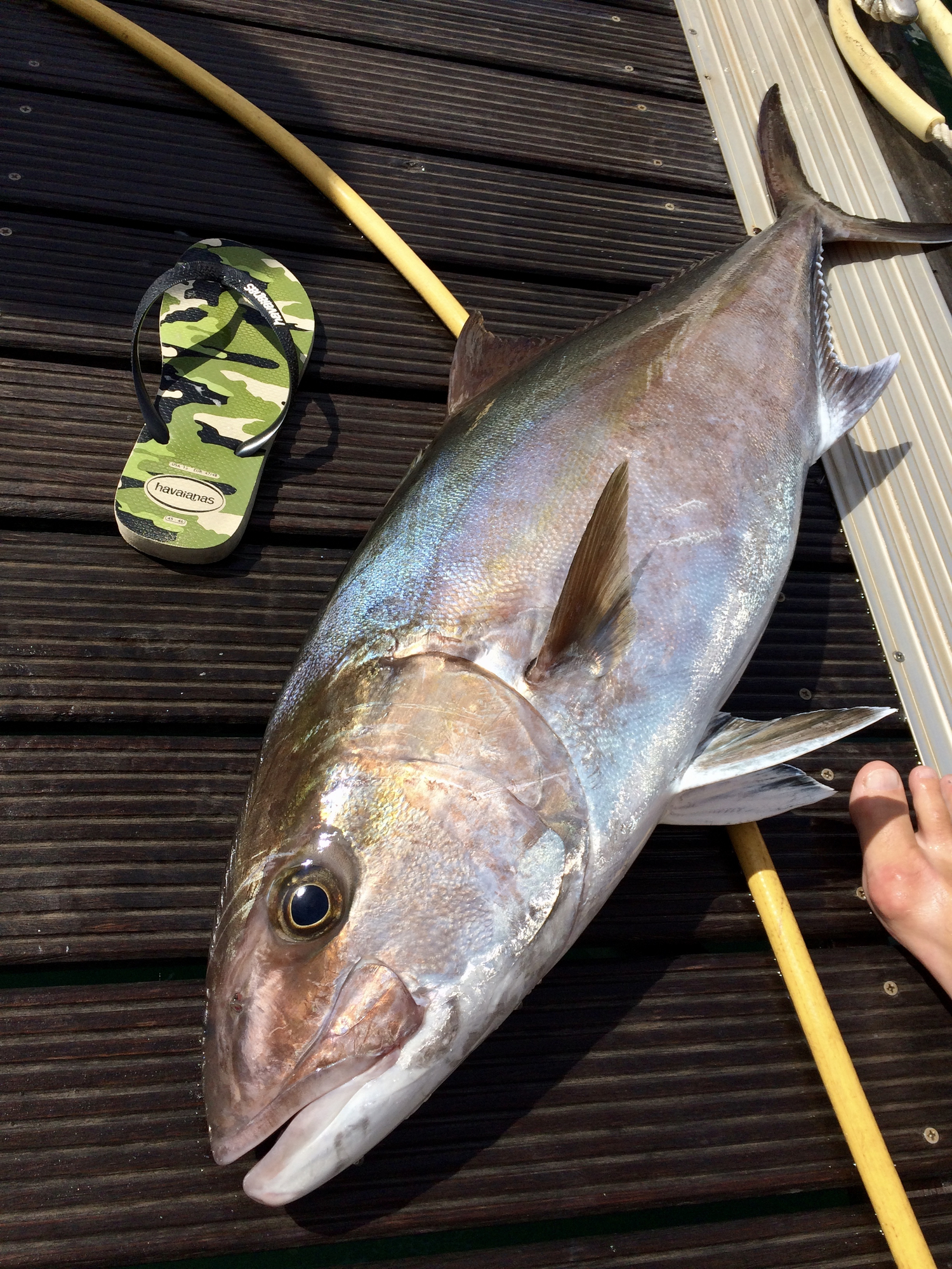 Amberjack: good to eat or throw back? - Page 2 — Florida Sportsman