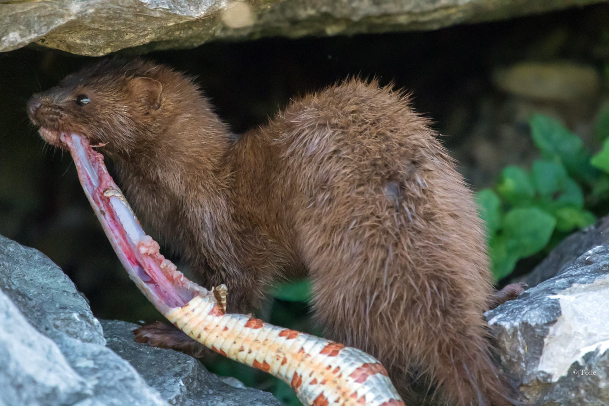 Mink in the Everglades — Florida Sportsman