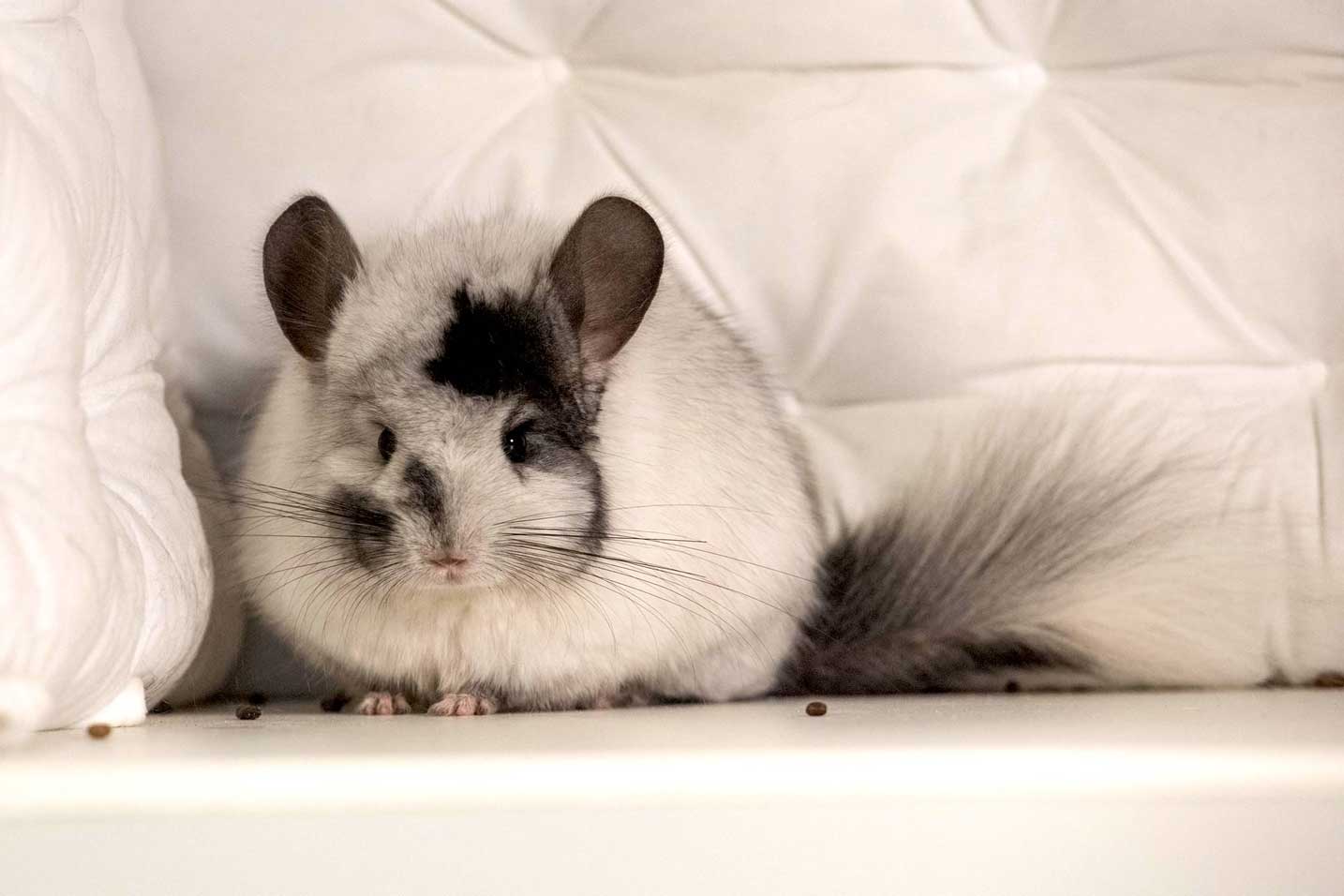 Epic-Steam Cross Progression Auric Cells — BHVR