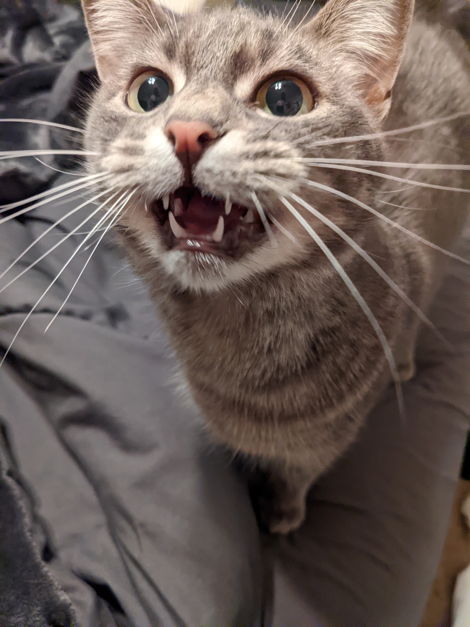 300k BP code — BHVR