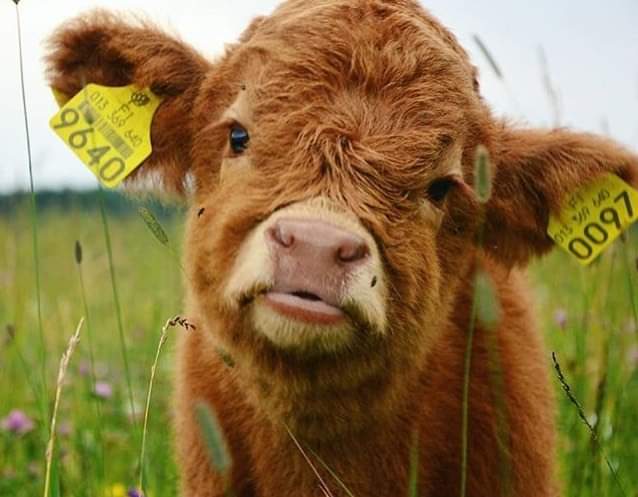 The biggest problems with the forums and it will forever hold them back ...