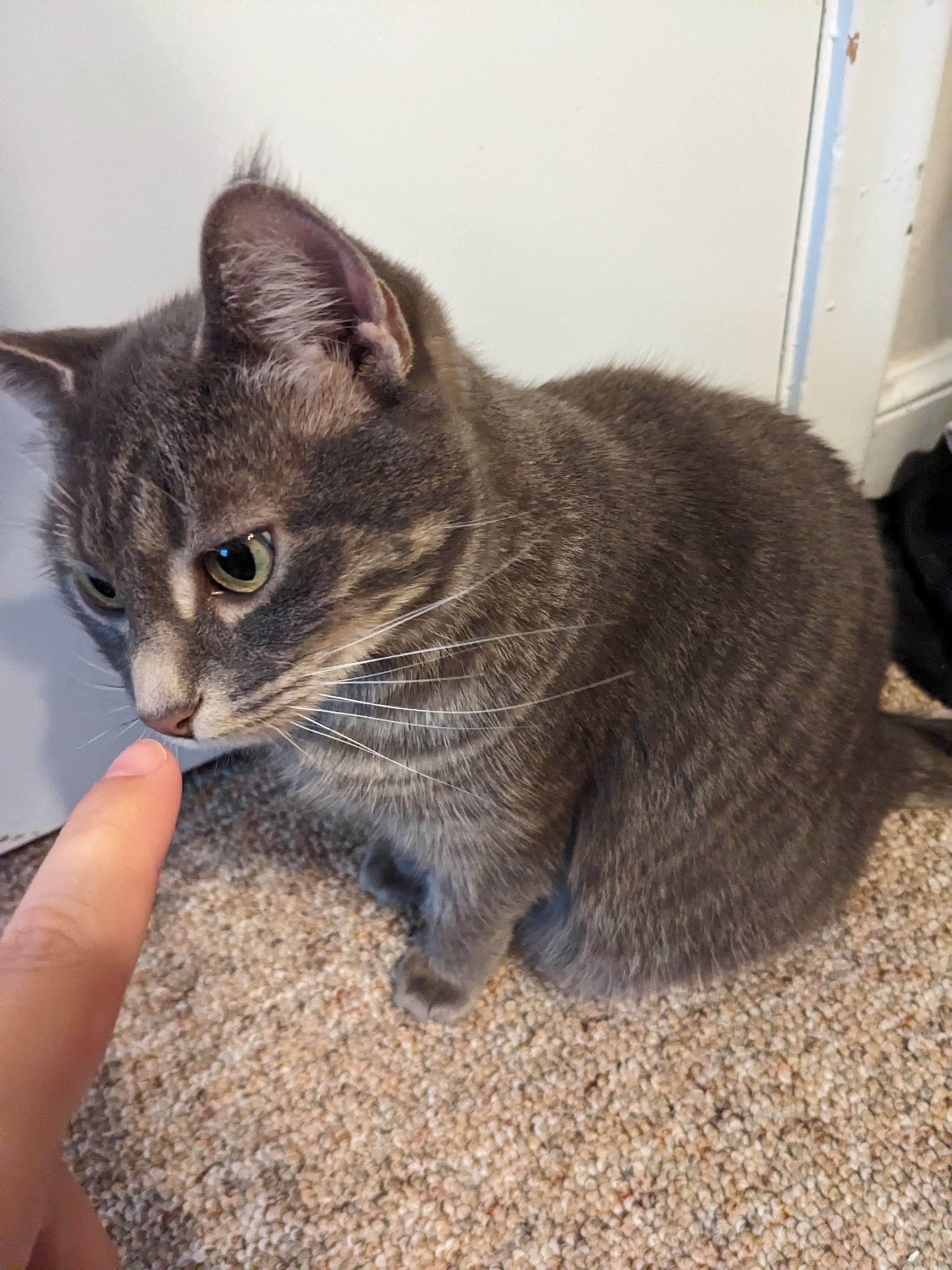 Boop for meg mask. — BHVR