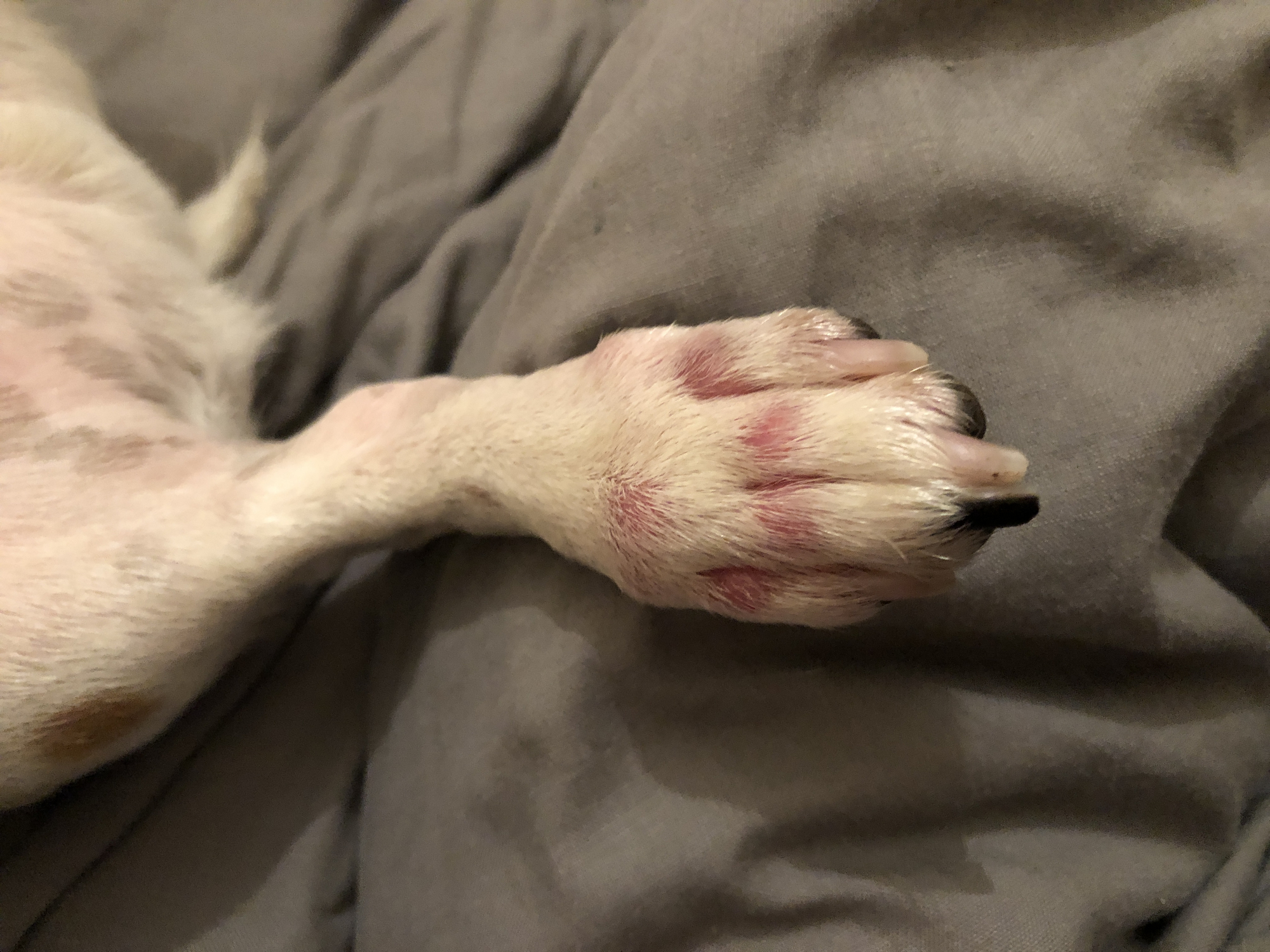 Jack Russell Skin Problems — MoneySavingExpert Forum